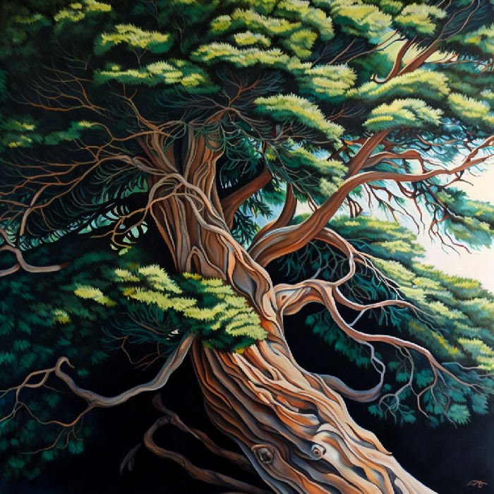 5. Cedr :: usmevnaterapie.cz