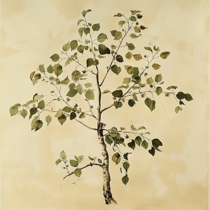 2. Topol osika :: usmevnaterapie.cz